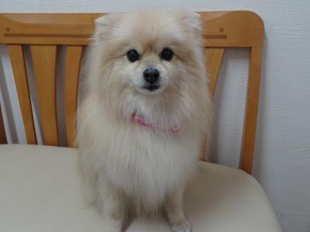 家族＆親戚 | Puchi Diary