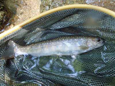 毛針田万作さんのイワナ釣り | フライフィッシングであそぶ