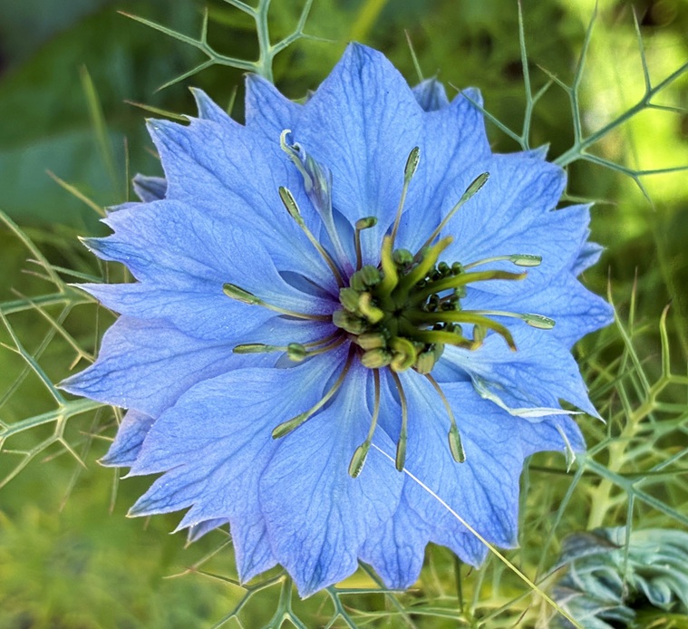 ニゲラの花 | My First JUGEM