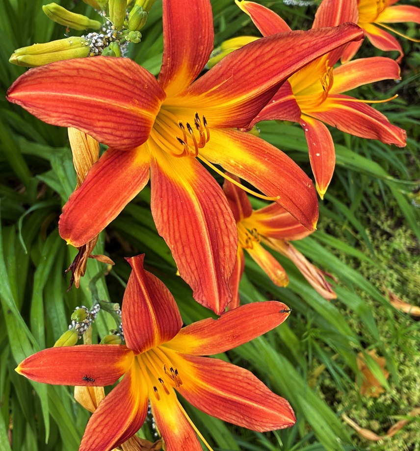 ワスレグサの花 | My First JUGEM