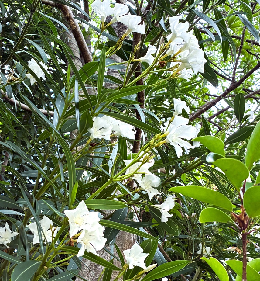 キョウチクトウの花 | My First JUGEM