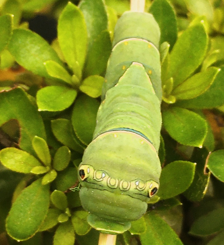 ナミアゲハ：補足 | My First JUGEM