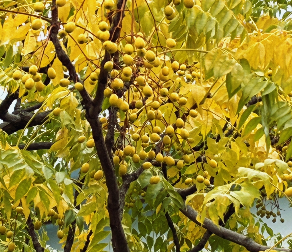 センダンの花と実、そして黄葉 | My First JUGEM