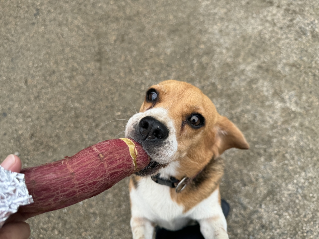 紀ノ川警察犬・愛犬訓練所